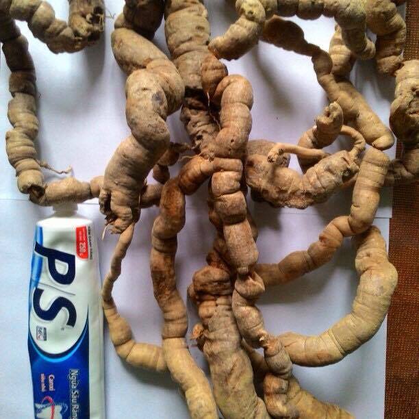 Cách phân biệt ba kích tím, ba kích trắng và ba kích trung quốc